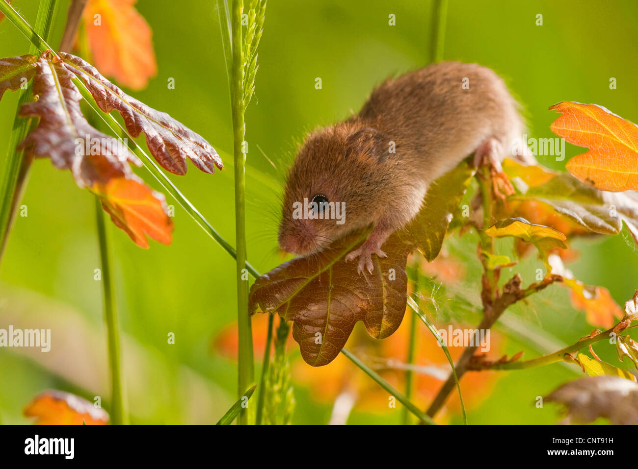 Old World harvest mouse (Micromys minutus), climbing on the leaf of an ...