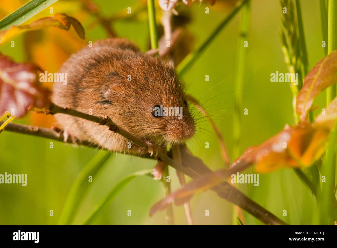 Old World harvest mouse (Micromys minutus), climbing on an oak scion ...