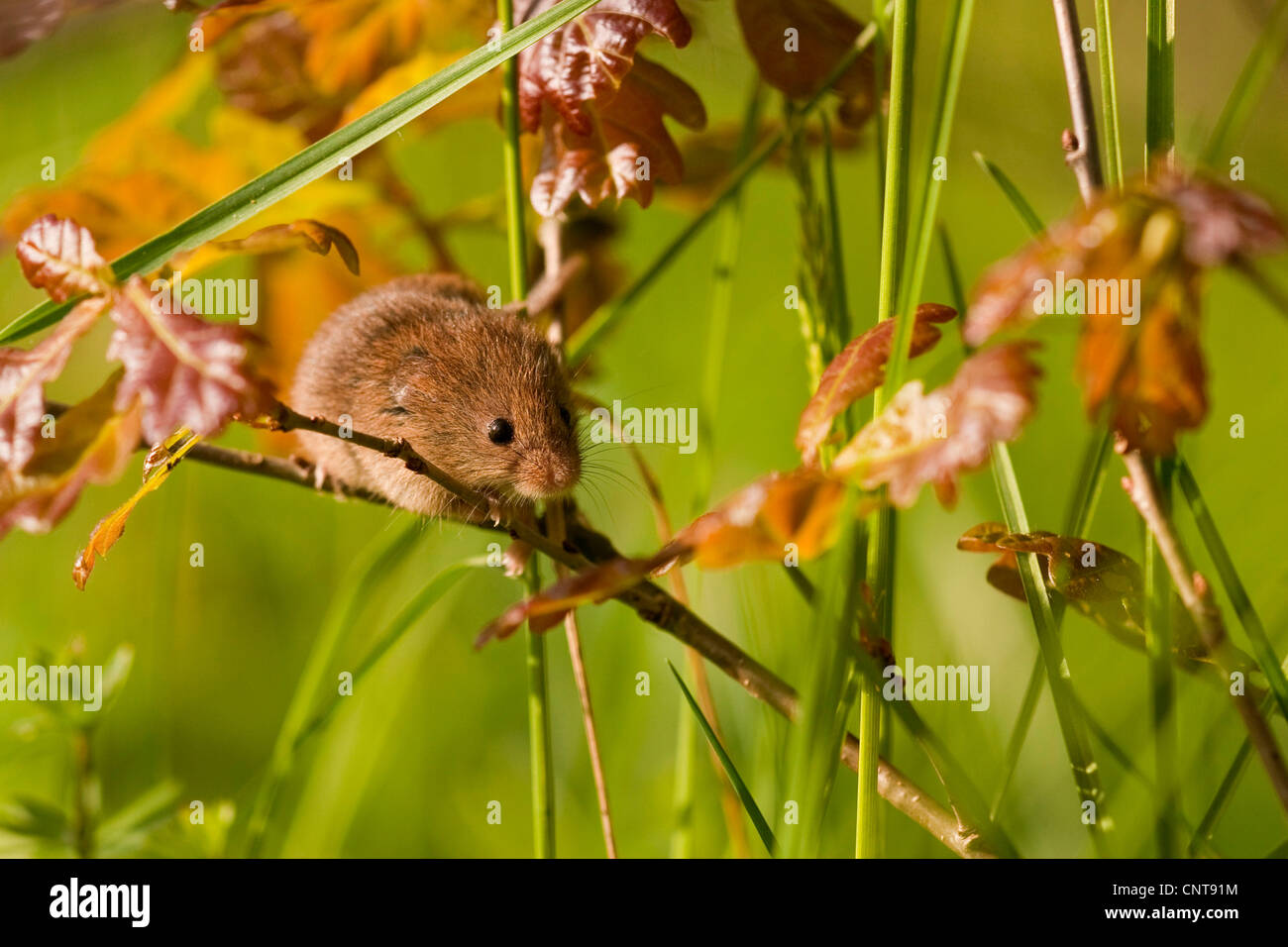 Old World harvest mouse (Micromys minutus), climbing on an oak scion ...