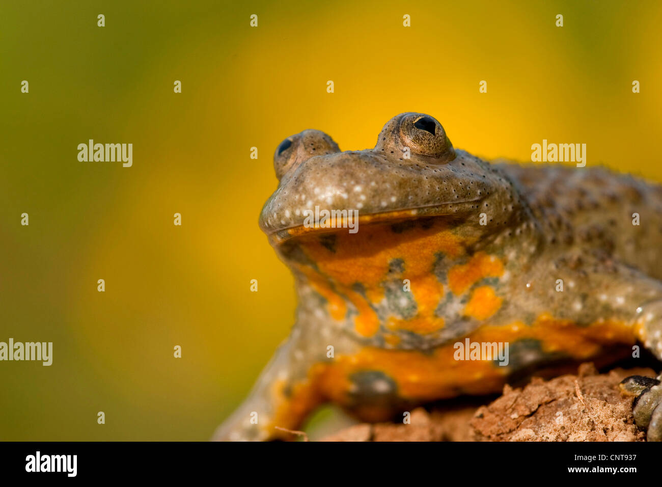 yellow-bellied toad, yellowbelly toad, variegated fire-toad (Bombina ...