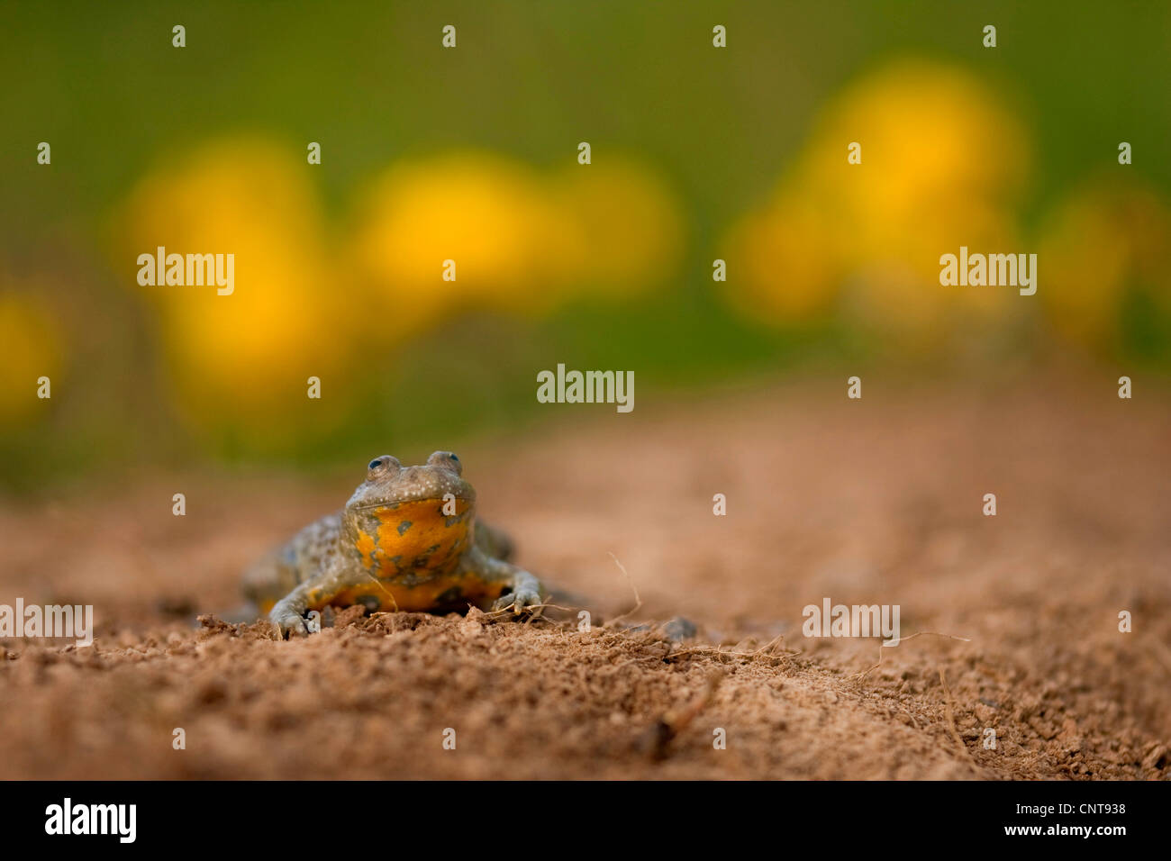 yellow-bellied toad, yellowbelly toad, variegated fire-toad (Bombina ...