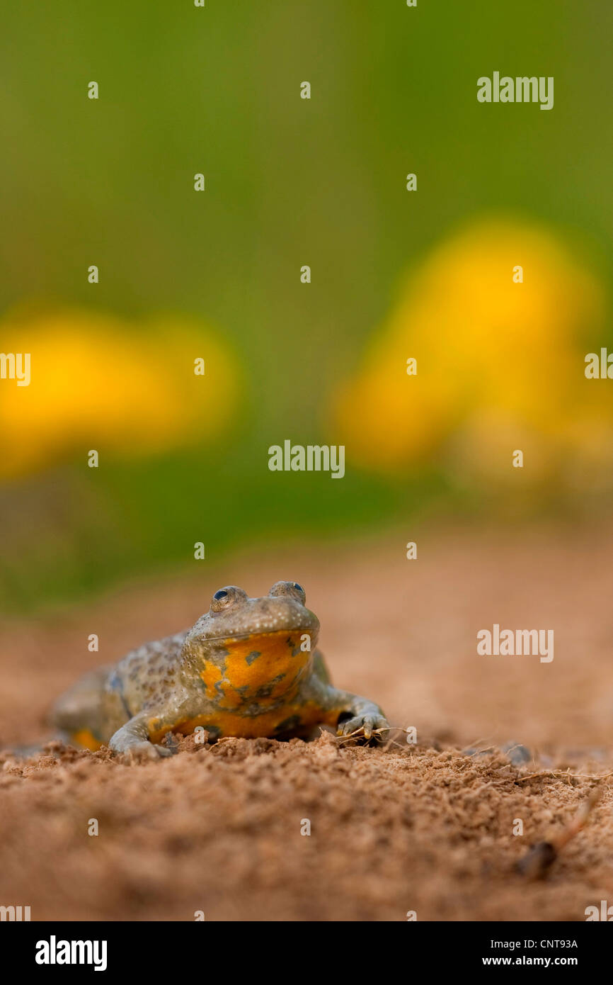 yellow-bellied toad, yellowbelly toad, variegated fire-toad (Bombina ...