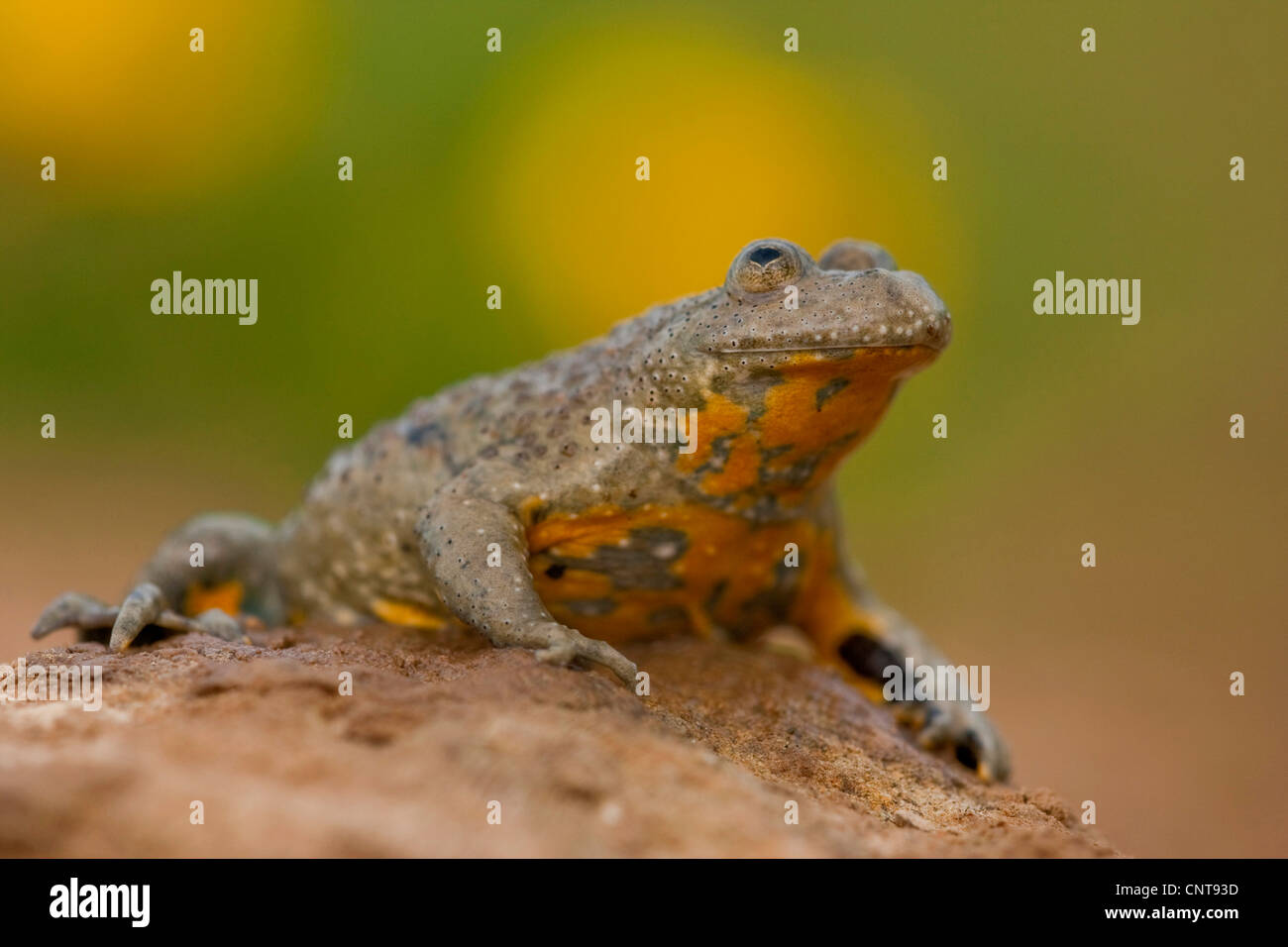 yellow-bellied toad, yellowbelly toad, variegated fire-toad (Bombina ...