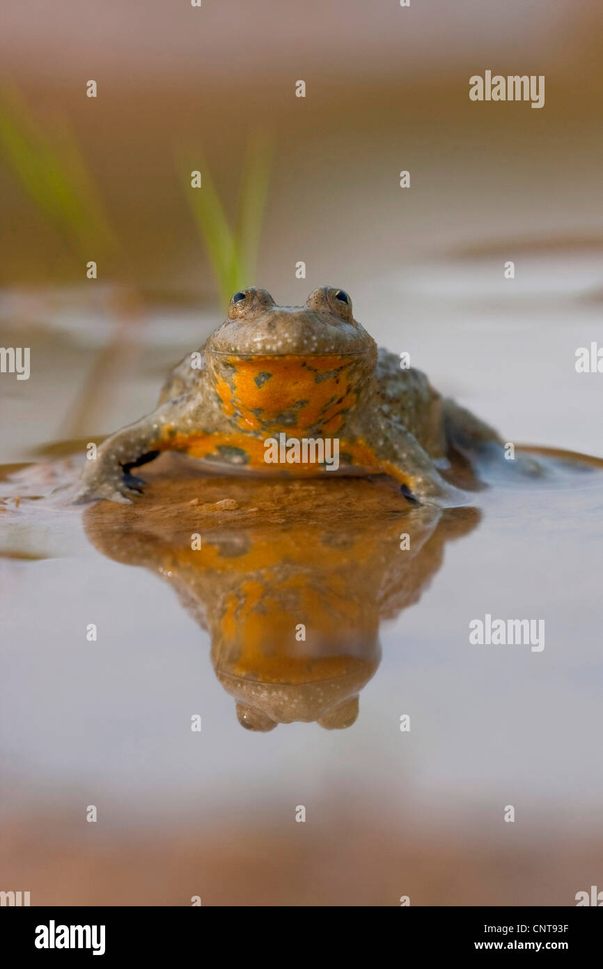 yellow-bellied toad, yellowbelly toad, variegated fire-toad (Bombina ...