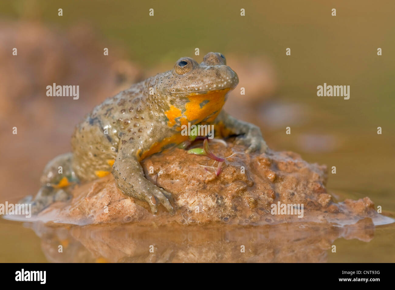 yellow-bellied toad, yellowbelly toad, variegated fire-toad (Bombina ...