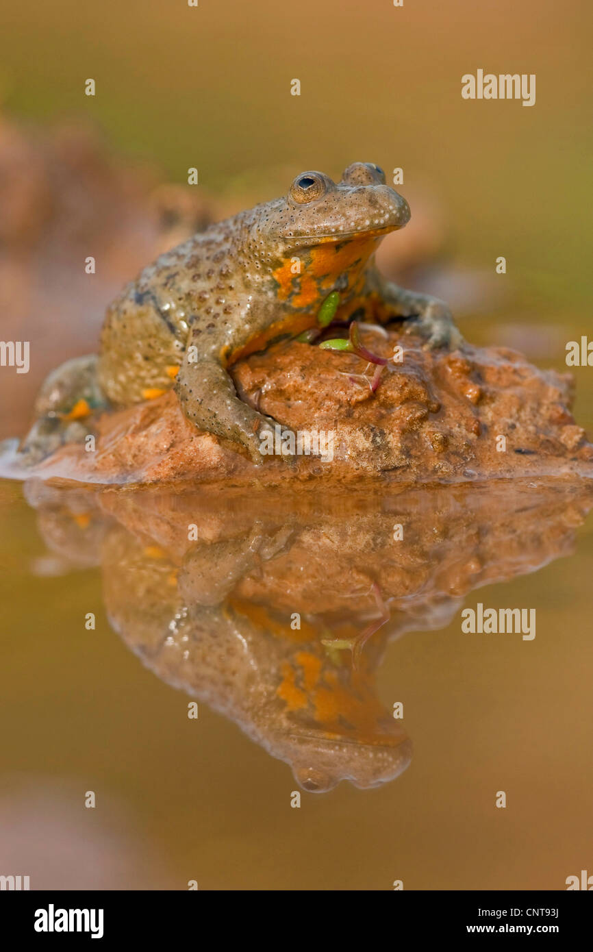 yellow-bellied toad, yellowbelly toad, variegated fire-toad (Bombina ...