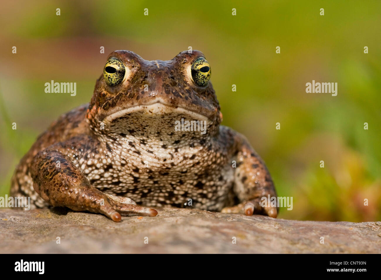 Toad face hi-res stock photography and images - Alamy