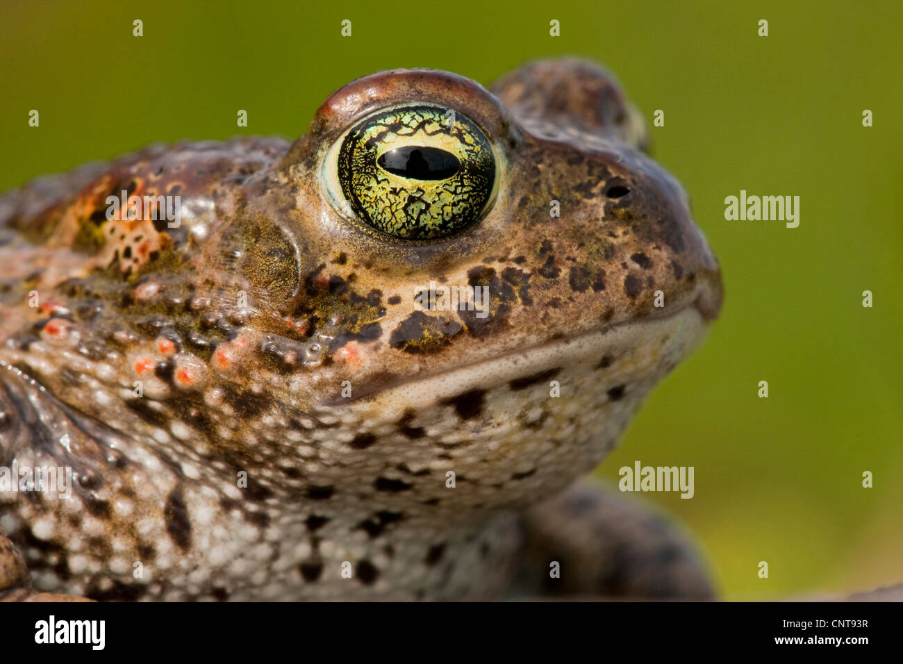 natterjack toad, natterjack, British toad (Bufo calamita), portrait ...
