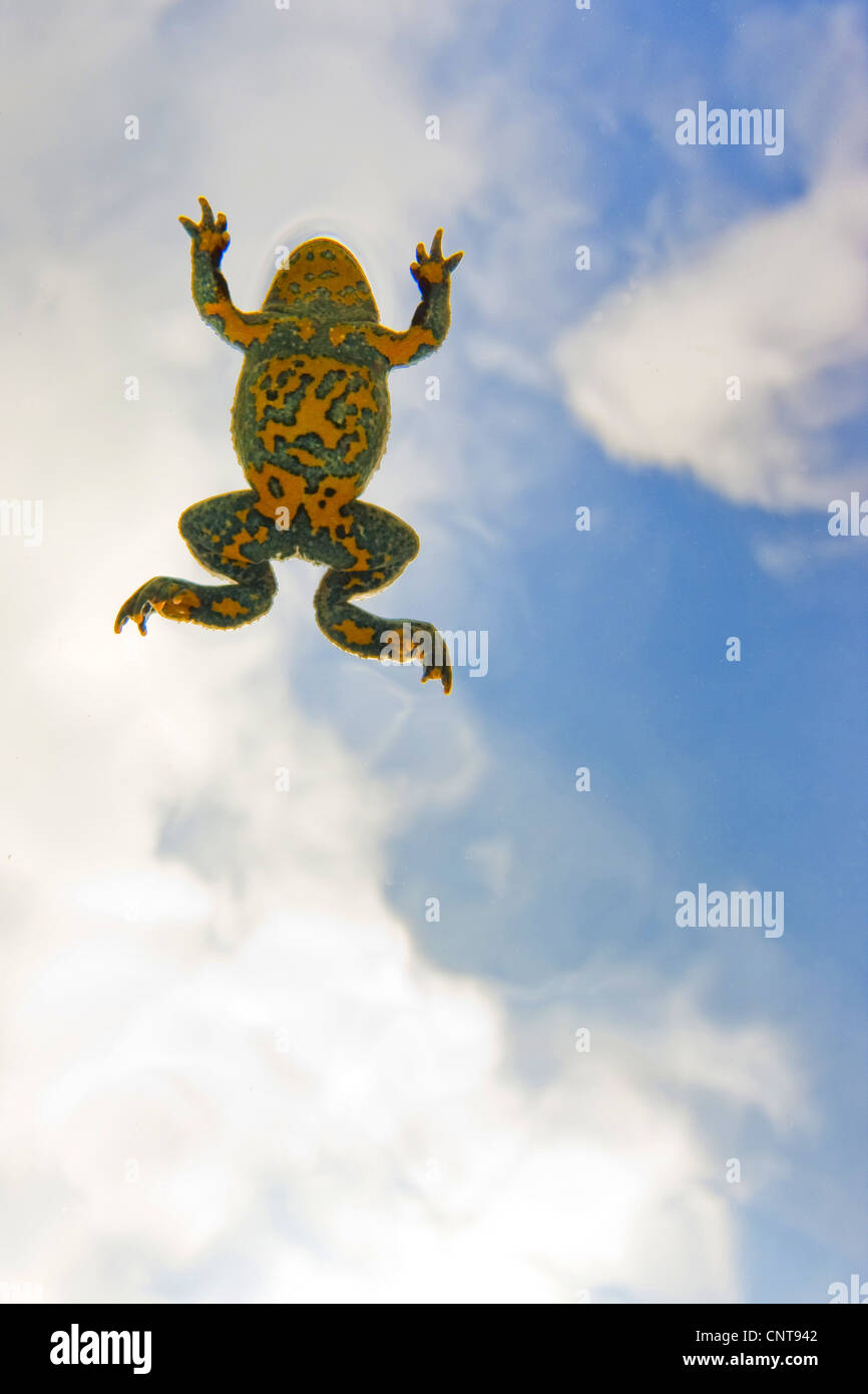 yellow-bellied toad, yellowbelly toad, variegated fire-toad (Bombina ...