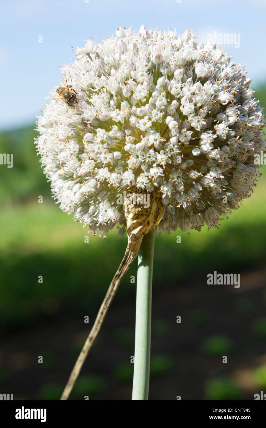 Garlic flower images hi-res stock photography and images - Alamy