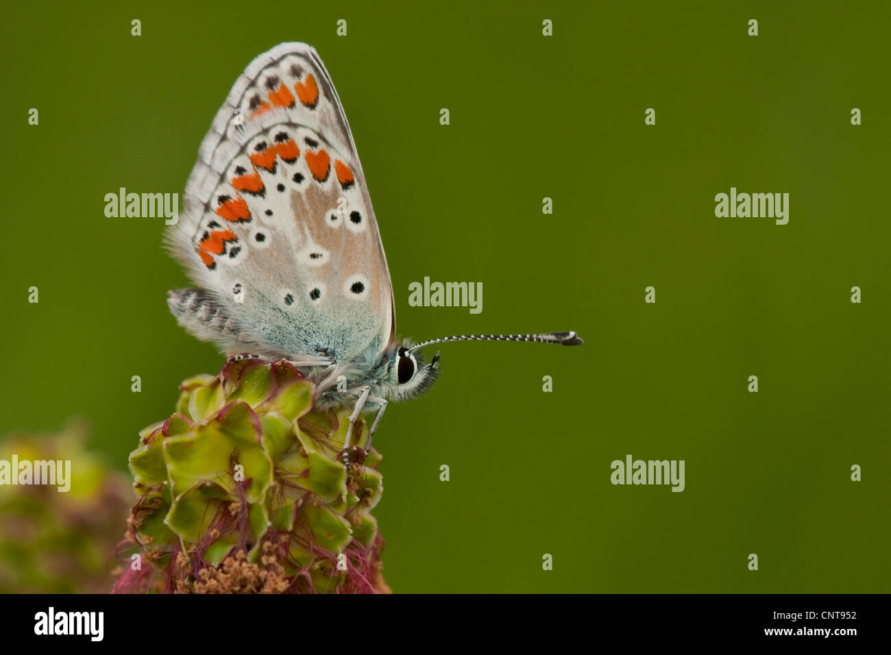 Brown argus aricia agestis germany hi-res stock photography and images ...