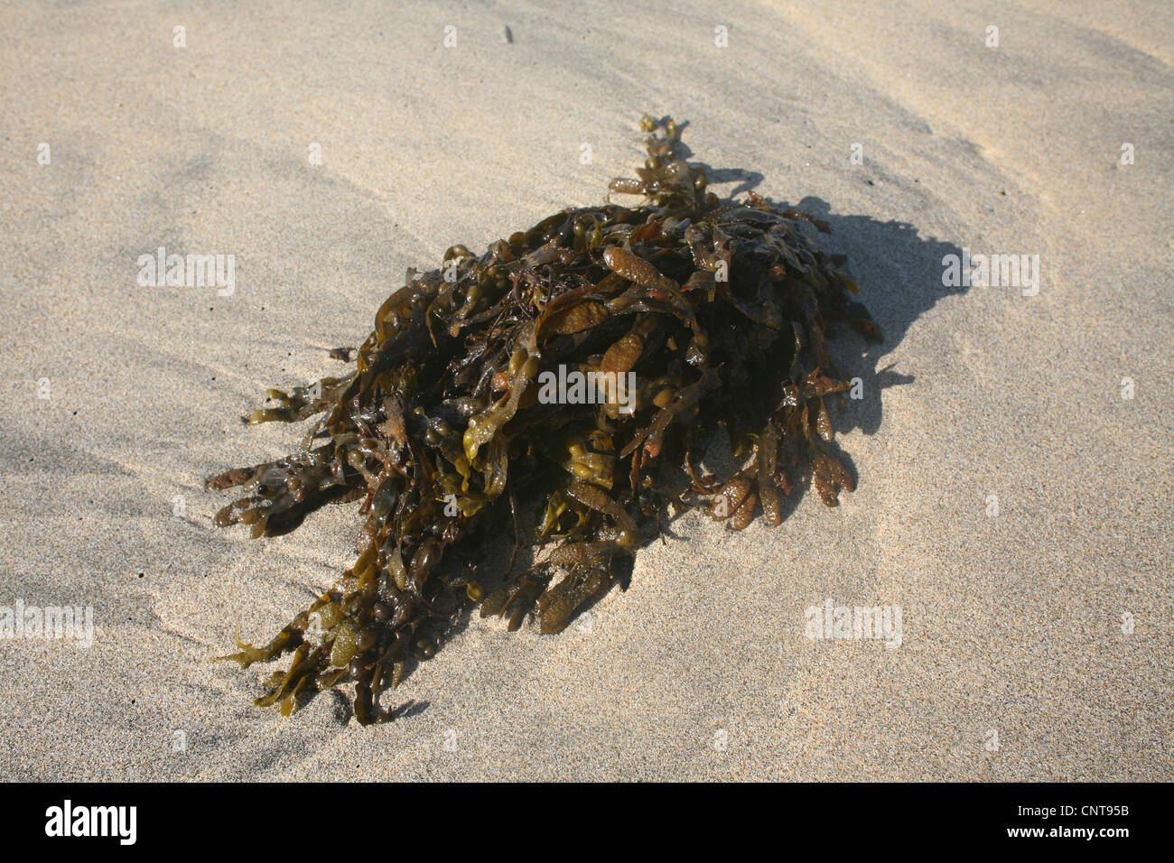 Brown Wrack Seaweed on sandy beach Stock Photo - Alamy