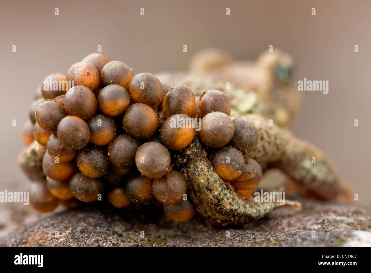 String of toad spawn hi-res stock photography and images - Alamy