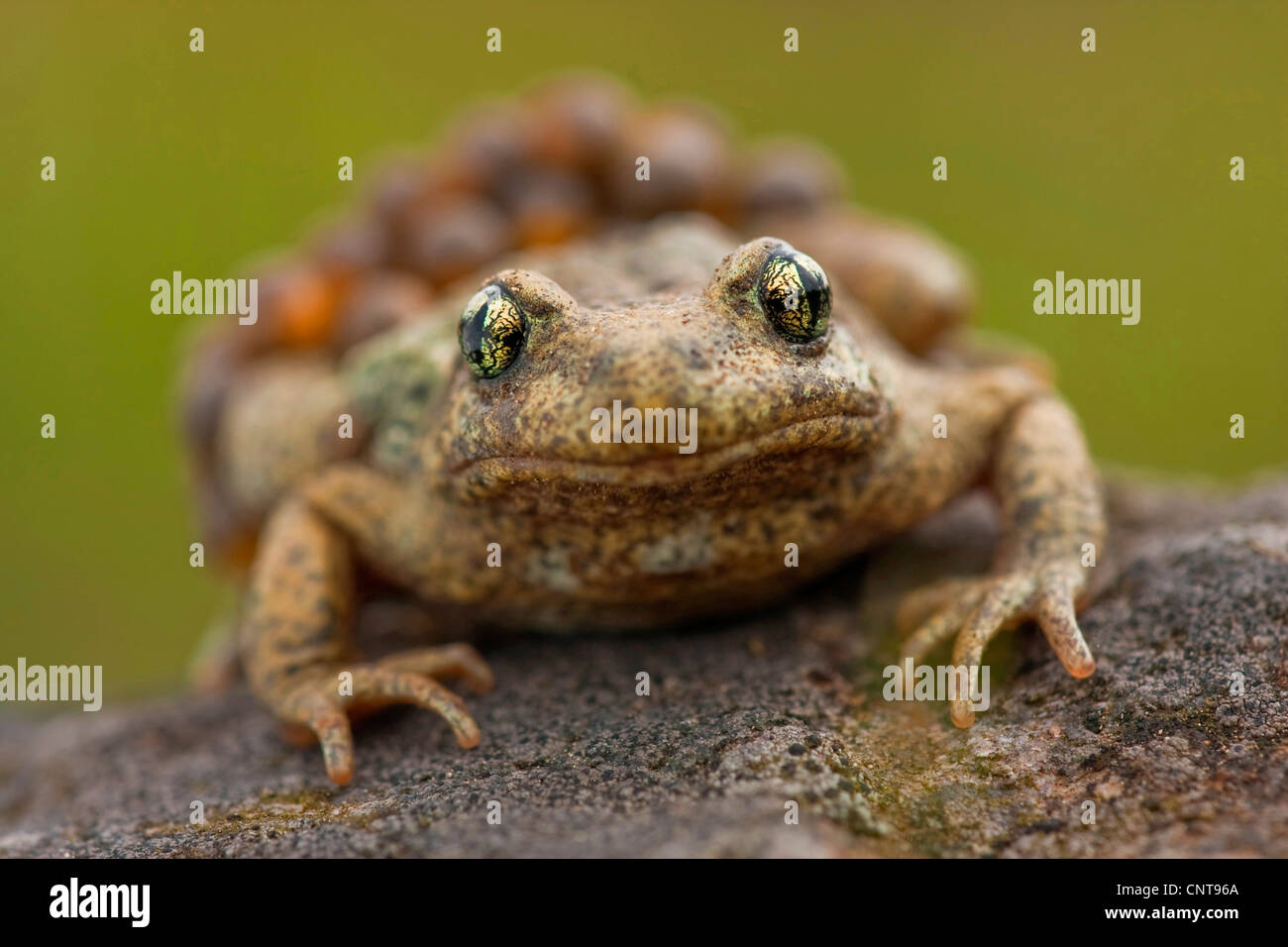 Western toad spawn hi-res stock photography and images - Alamy