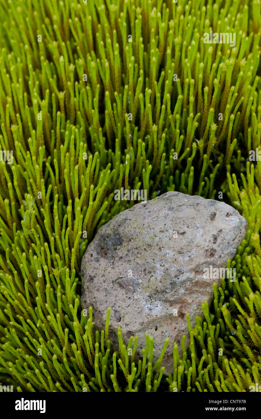 Stone lying in a moos hi-res stock photography and images - Alamy