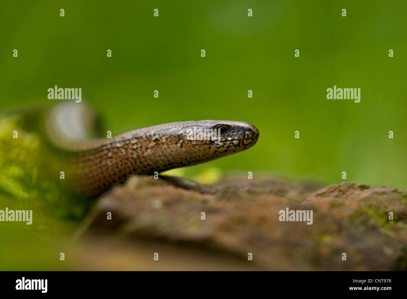 European slow worm (blindworm), slow worm (Anguis fragilis), portrait ...