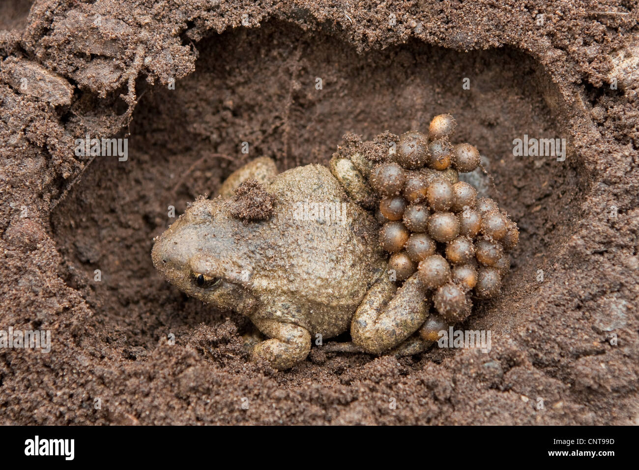 Western toad spawn hi-res stock photography and images - Alamy