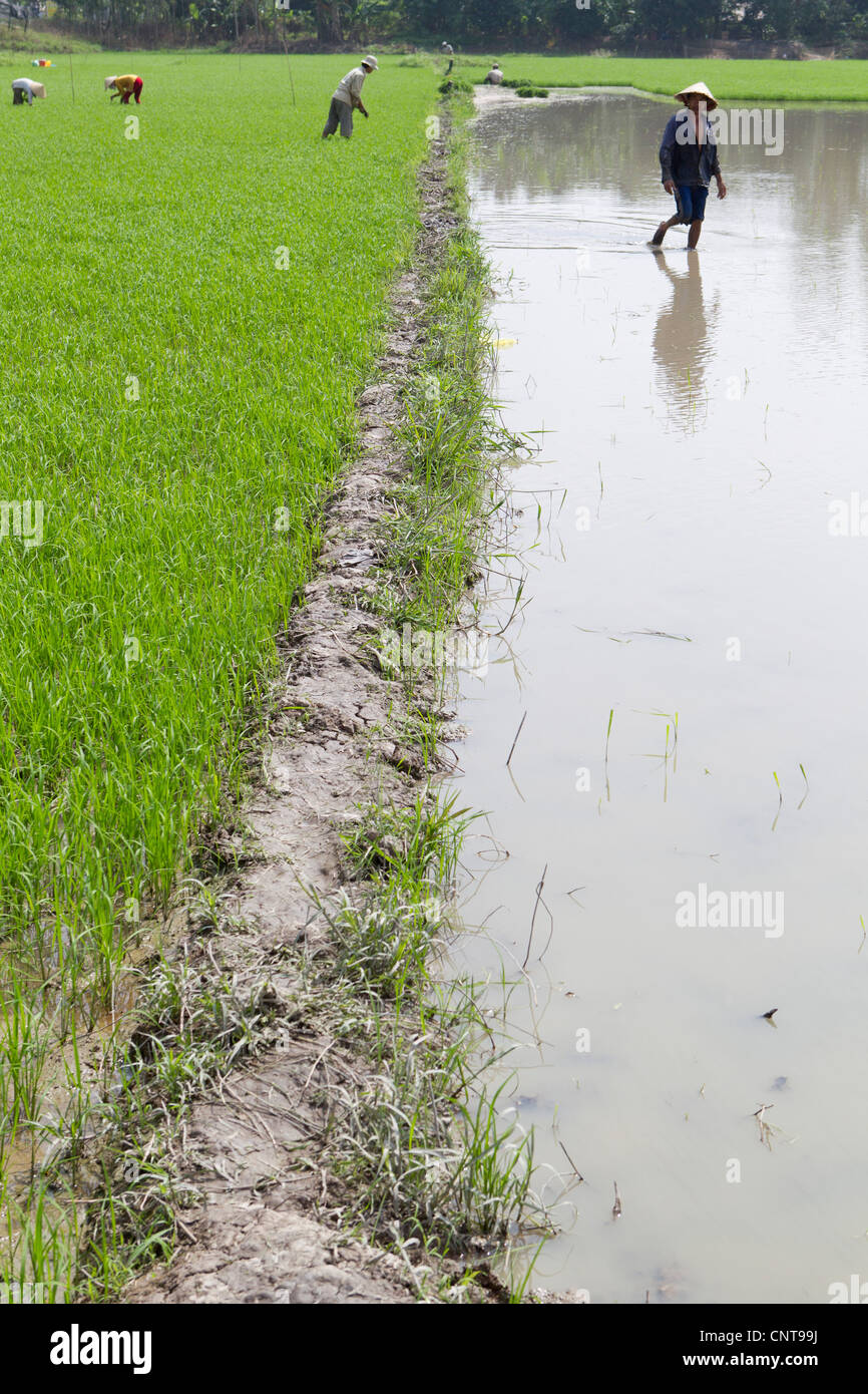 Rice paddy pond hi-res stock photography and images - Alamy
