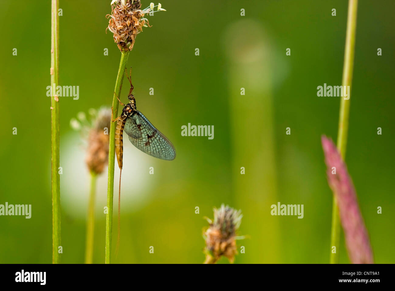 Ephemera plants hi-res stock photography and images - Alamy