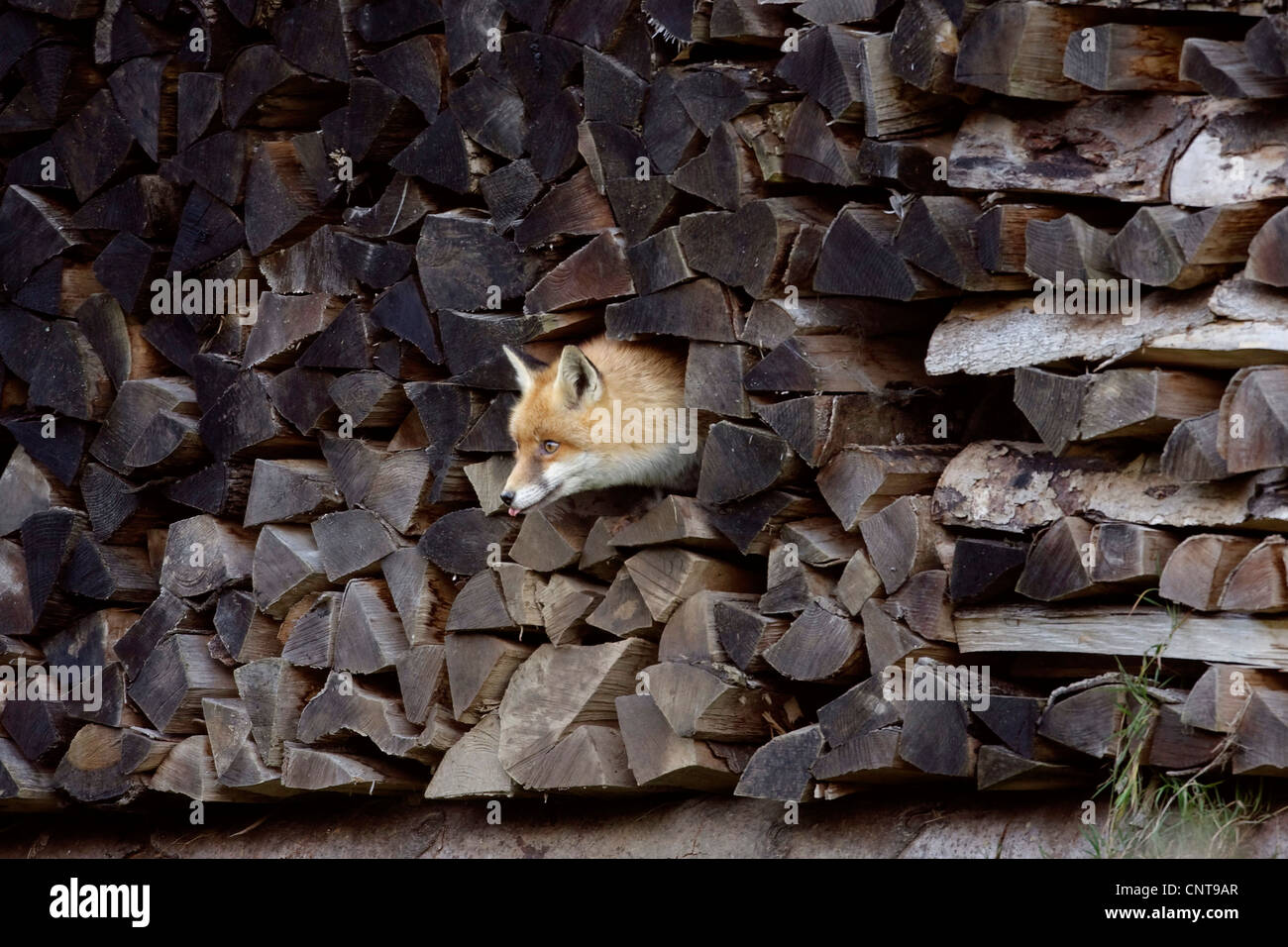 red fox (Vulpes vulpes), looking out of a pile of firewood, Germany ...