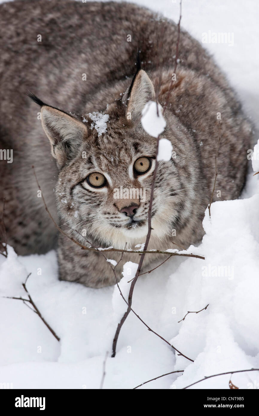 Eurasian lynx (Lynx lynx), sitting in the snow looking up, Germany ...