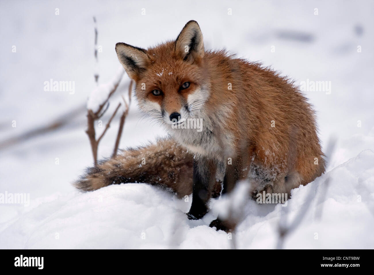 Red fox sitting snow vulpes hi-res stock photography and images - Alamy