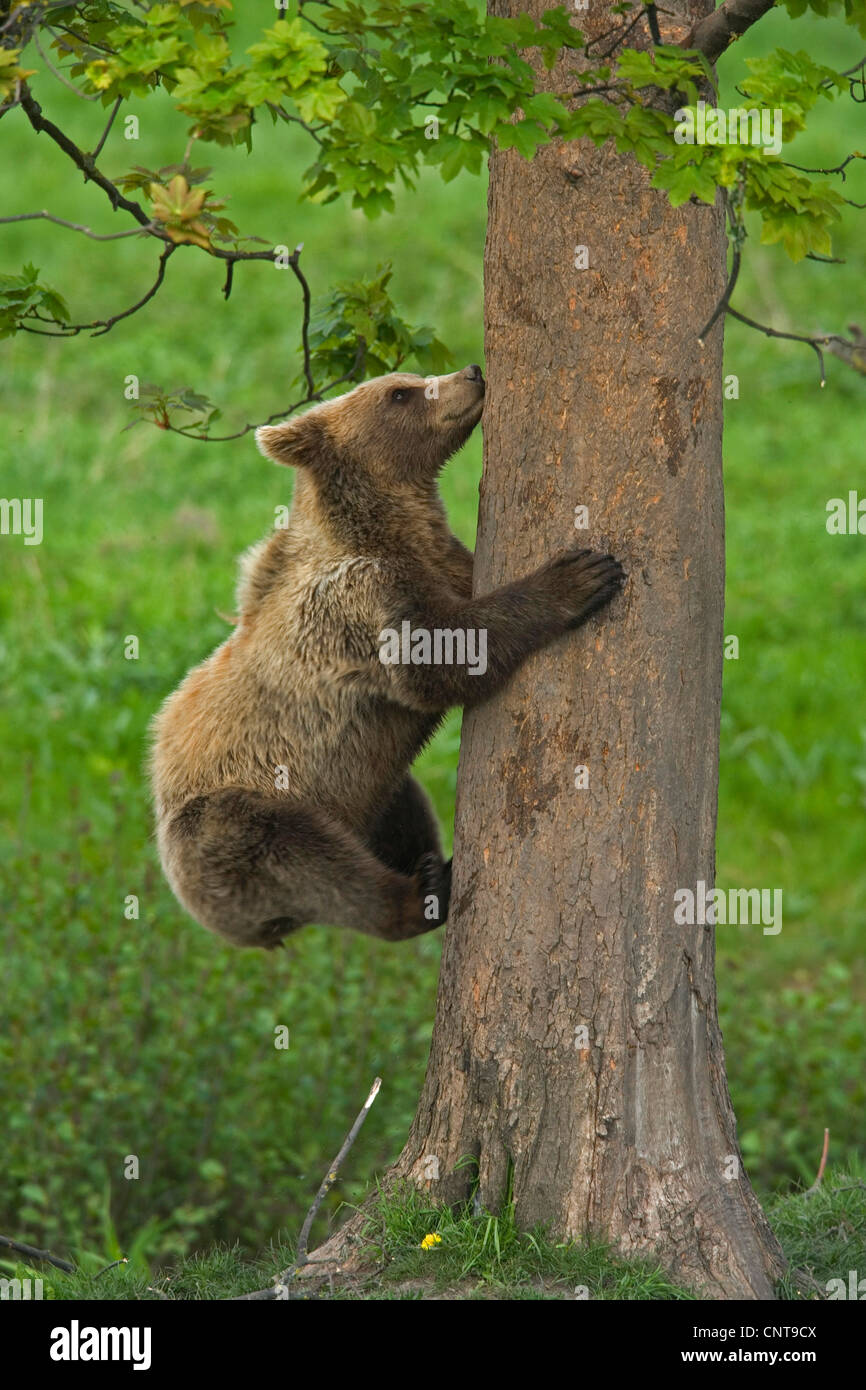 brown bear (Ursus arctos), young animal climbing up a tree trunk Stock ...