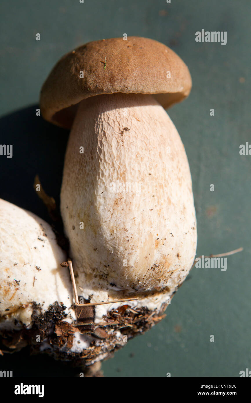 Porcinis hi-res stock photography and images - Alamy