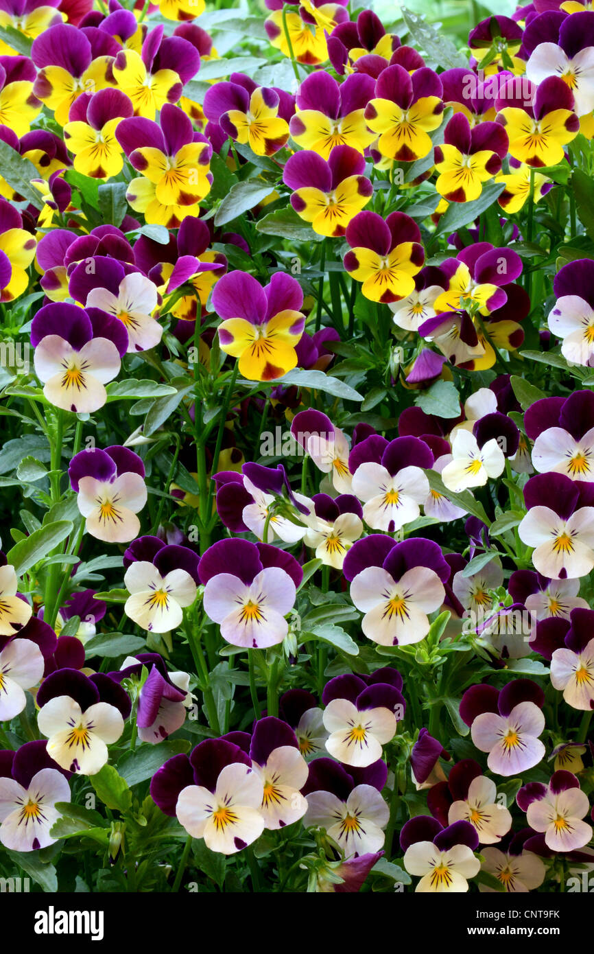 horned pansy, horned violet (Viola cornuta), different cultvars Stock ...