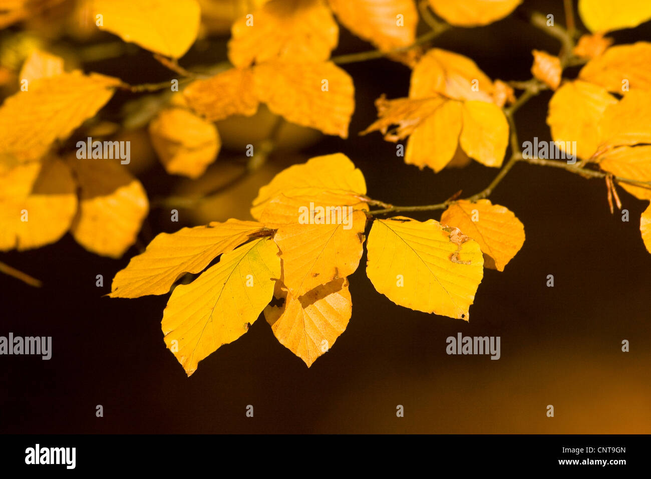 Beech branch with hi-res stock photography and images - Alamy