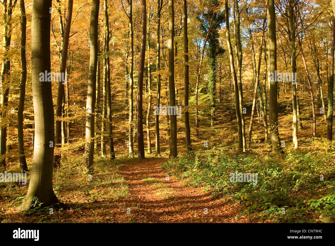 common beech (Fagus sylvatica), beech wood in autumn with forest path ...