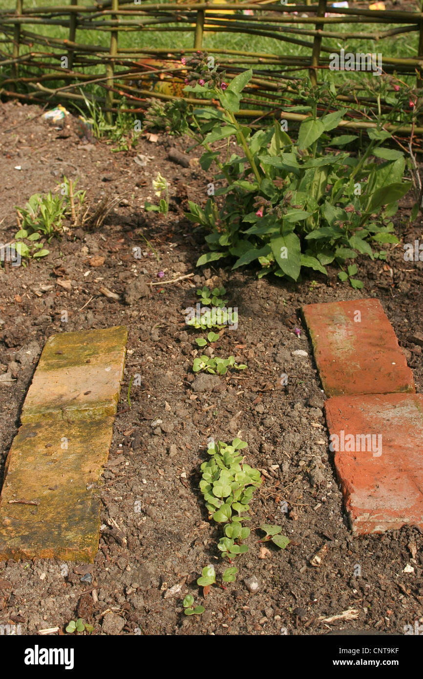 vegetable row in a garden bed created by children, Germany Stock Photo ...