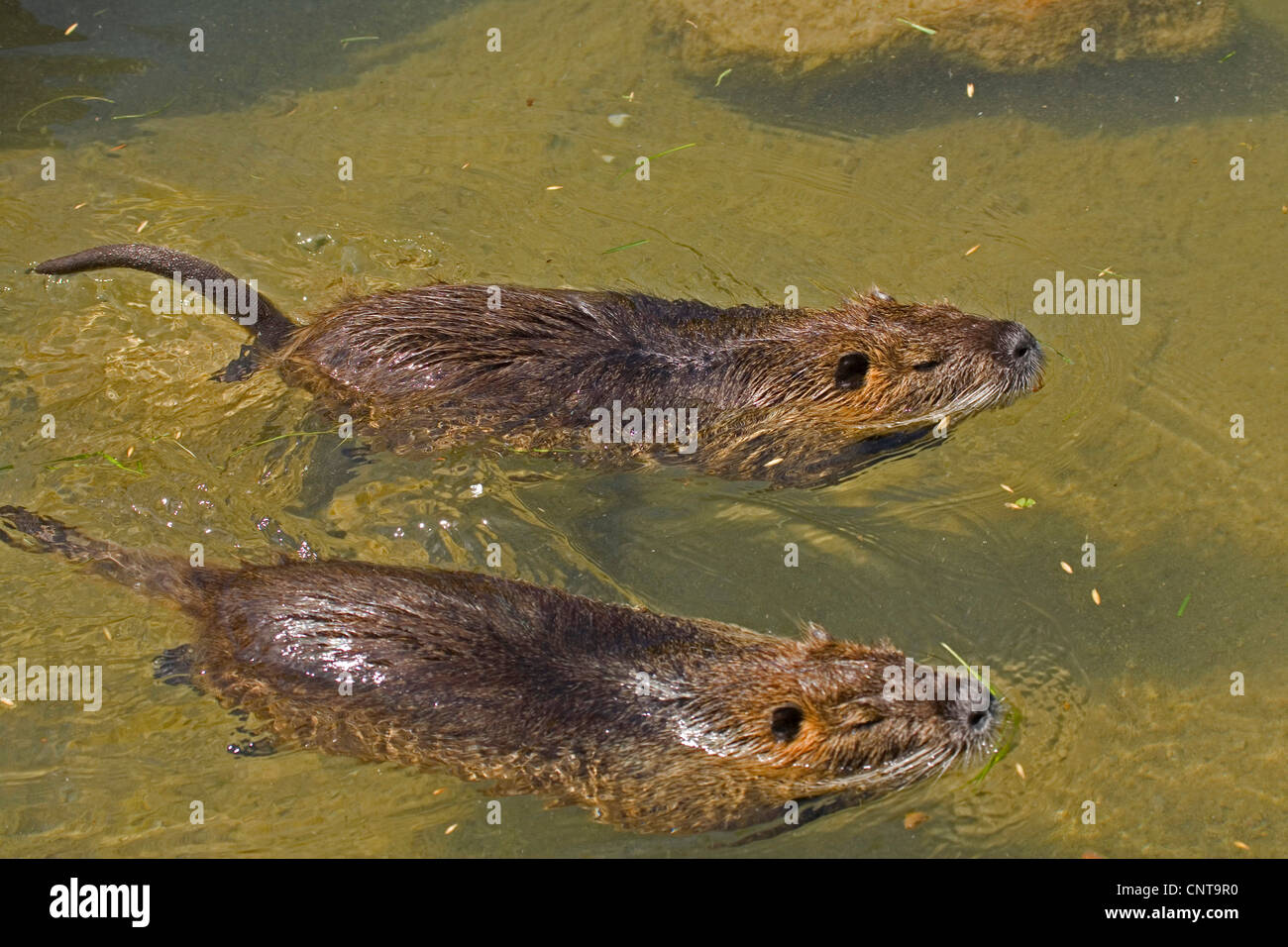 coypu, nutria (Myocastor coypus), two animals swimming side by side in ...