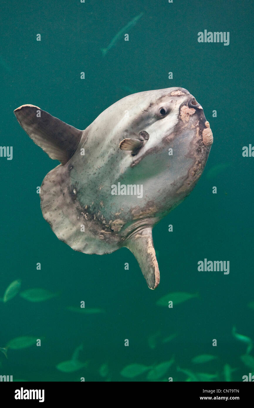 Mola hi-res stock photography and images - Alamy
