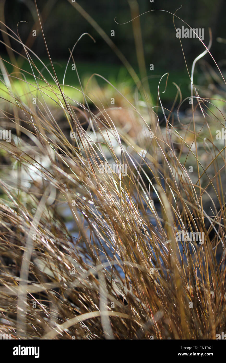 Fern, pond, river Stock Photo - Alamy
