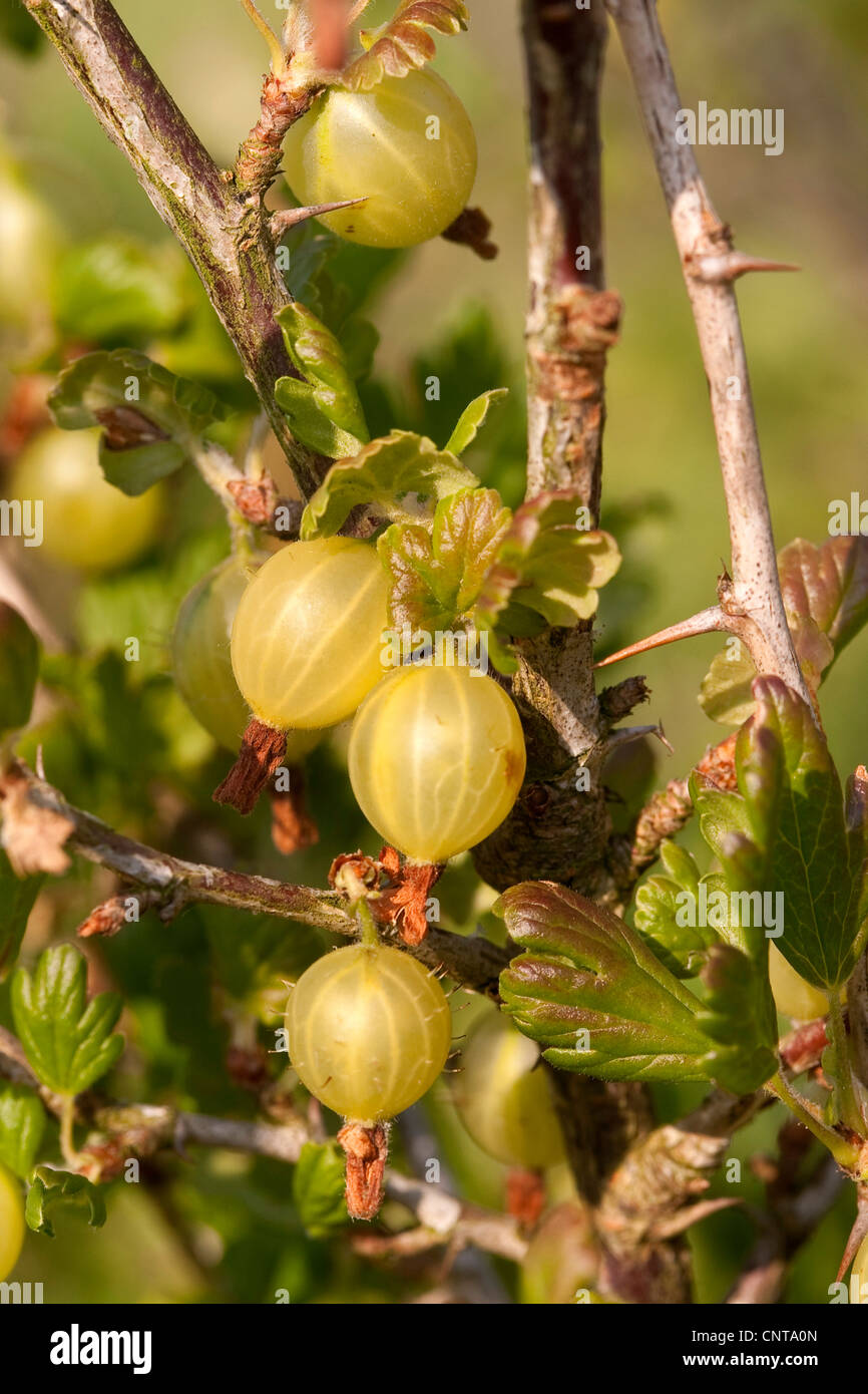 Gooseberry (Ribes uva-crispa), fruits at the bush, Germany Stock Photo ...