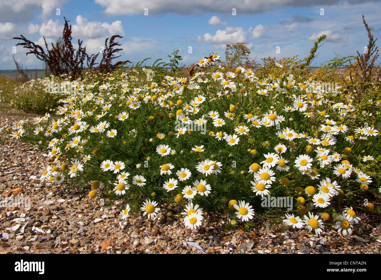 Sea mayweed tripleurospermum maritimum sea mayweed tripleurospermum ...