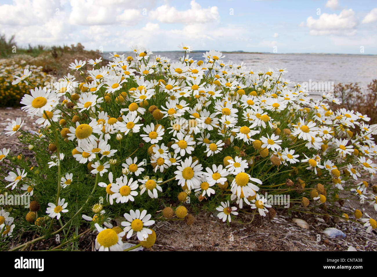 Matricaria Maritima PlantFiles Pictures: Scentless Mayweed