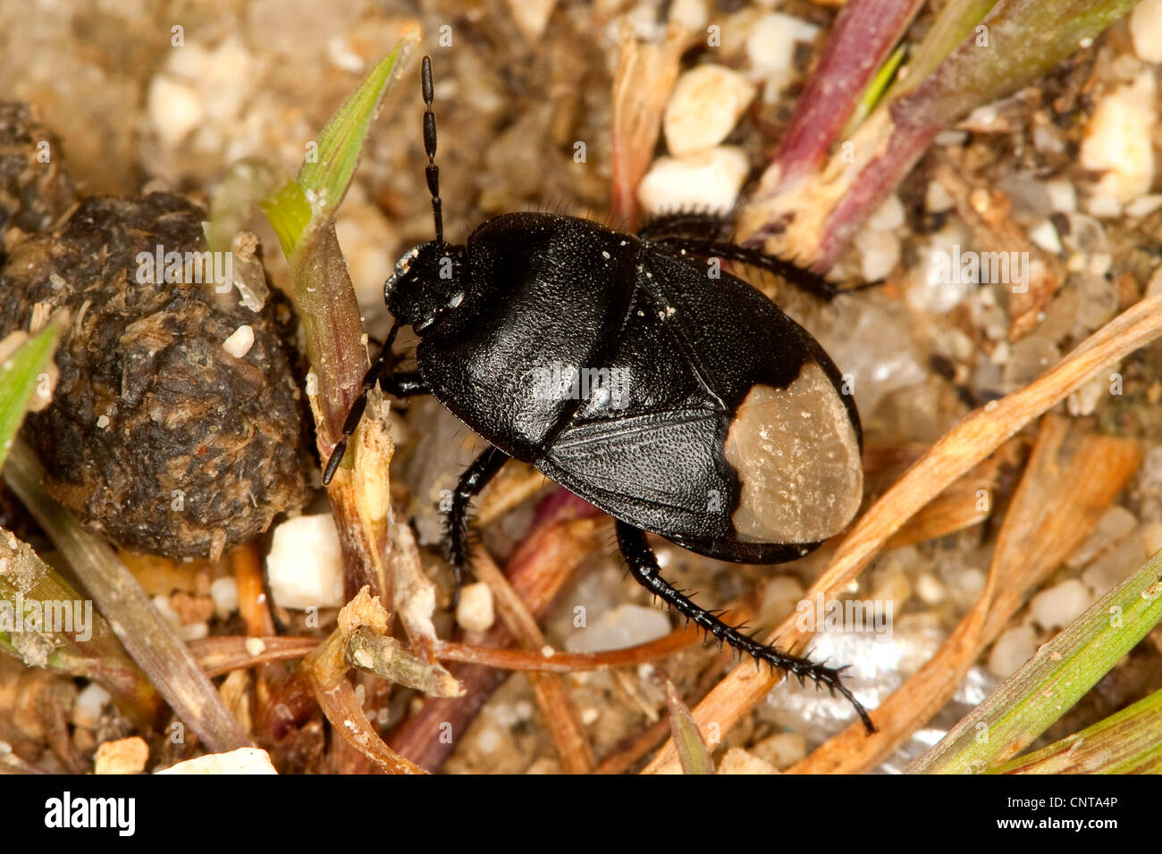 Cydnus High Resolution Stock Photography and Images - Alamy