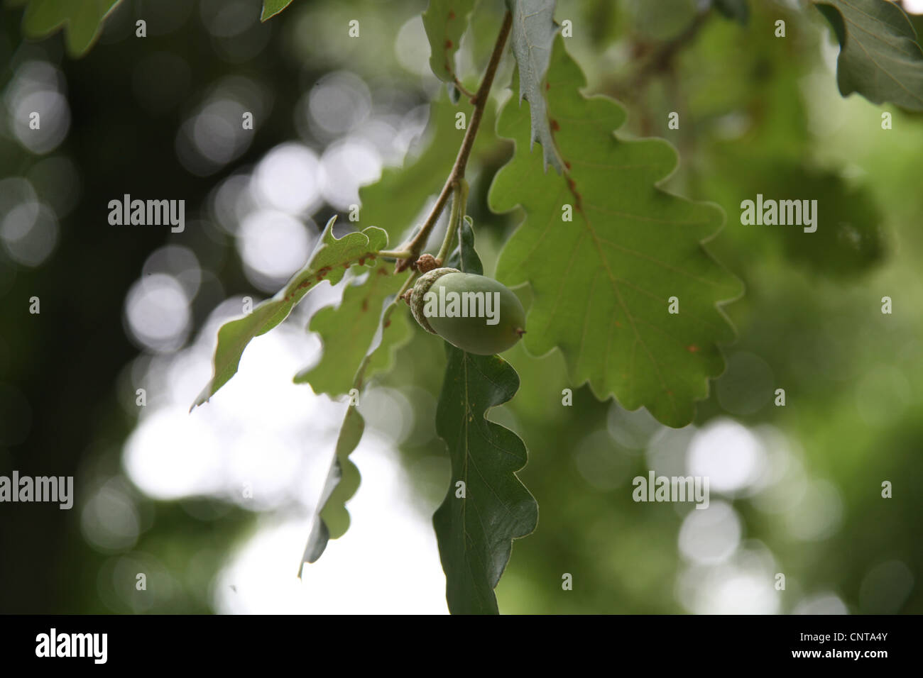 Acorn tree hi-res stock photography and images - Alamy