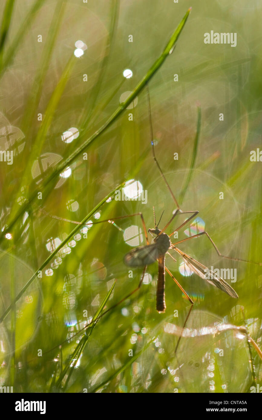 Daddy long legs water hi-res stock photography and images - Alamy