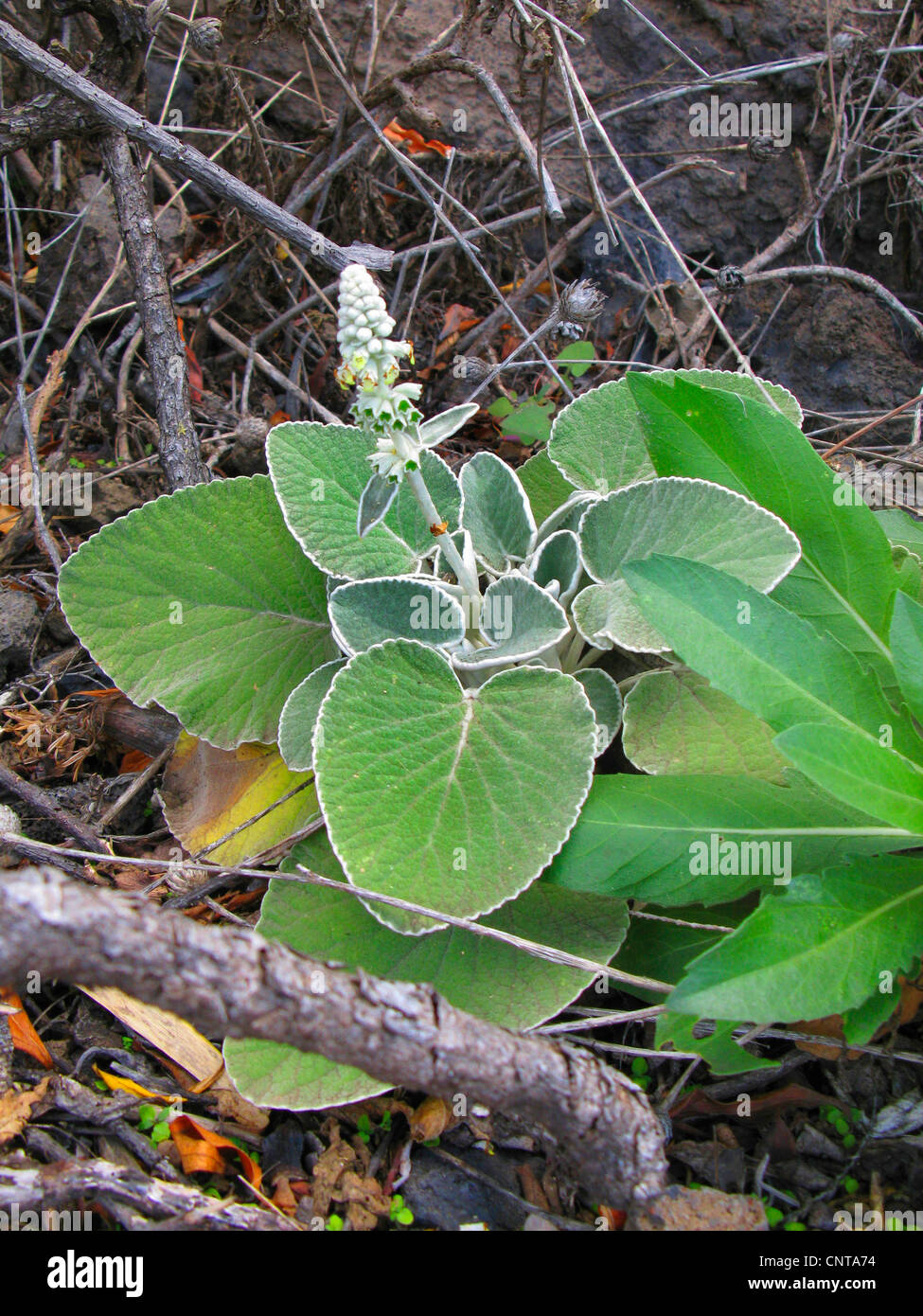 Teno False Sage (Sideritis cretica), blooming, endemic to Canary ...