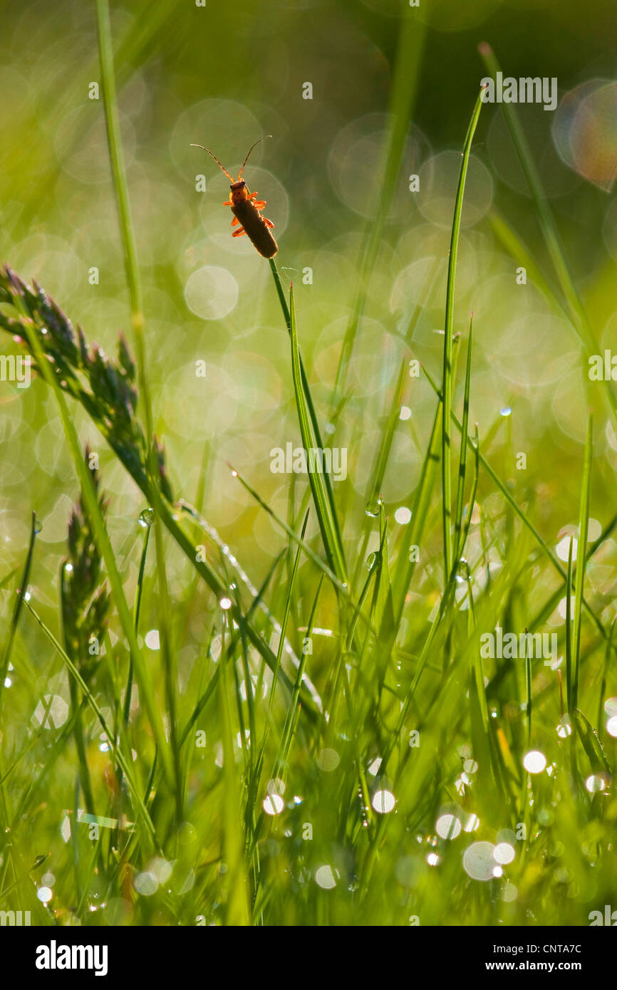 Water drop on beetle hi-res stock photography and images - Alamy