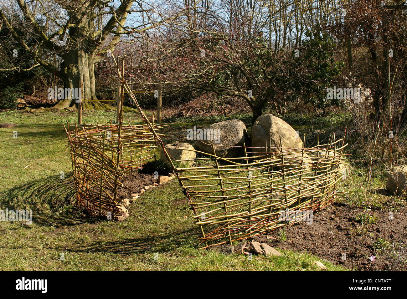 Willow hedge natural garden fence hi-res stock photography and images ...