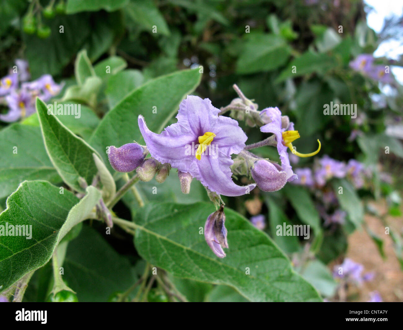 Vespertilio Stock Photos & Vespertilio Stock Images - Alamy