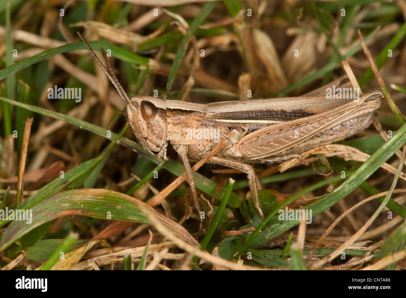 Lesser marsh grasshopper (Chorthippus albomarginatus, Chorthippus ...