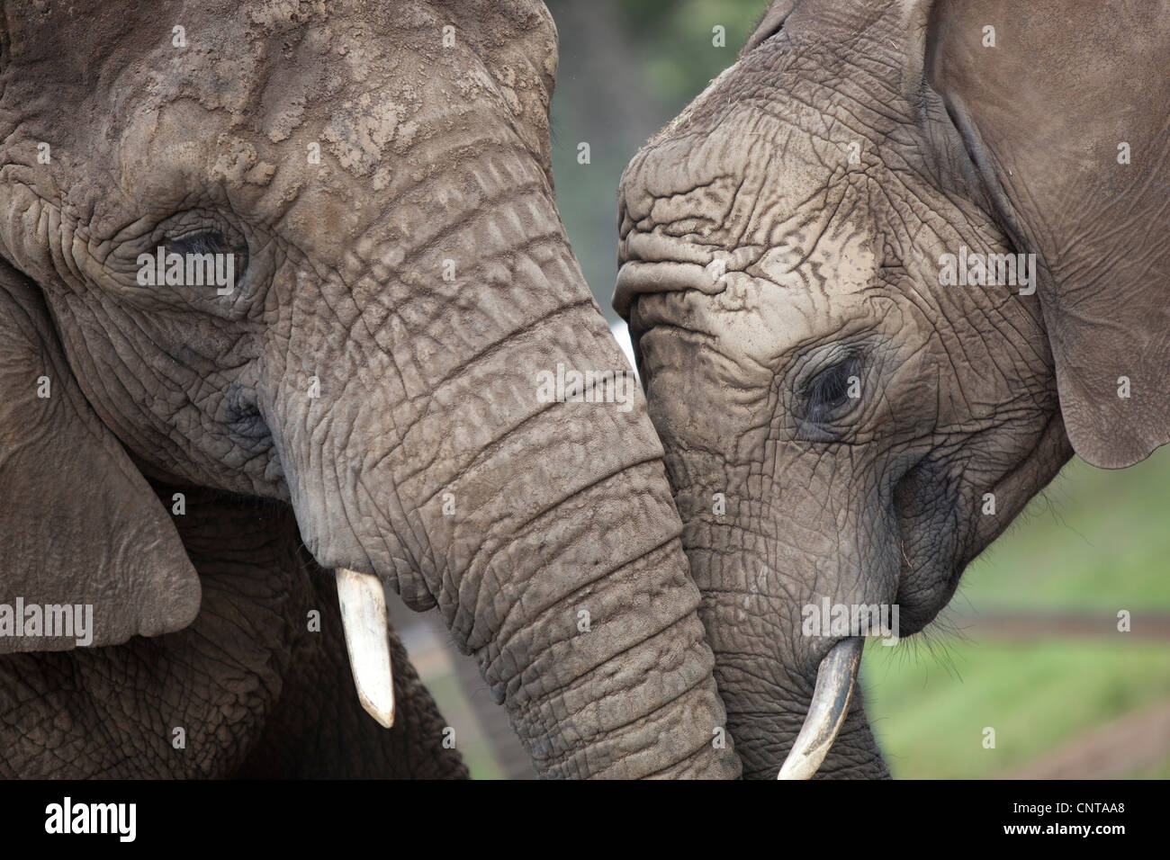 Africa elephant trunks hi-res stock photography and images - Alamy