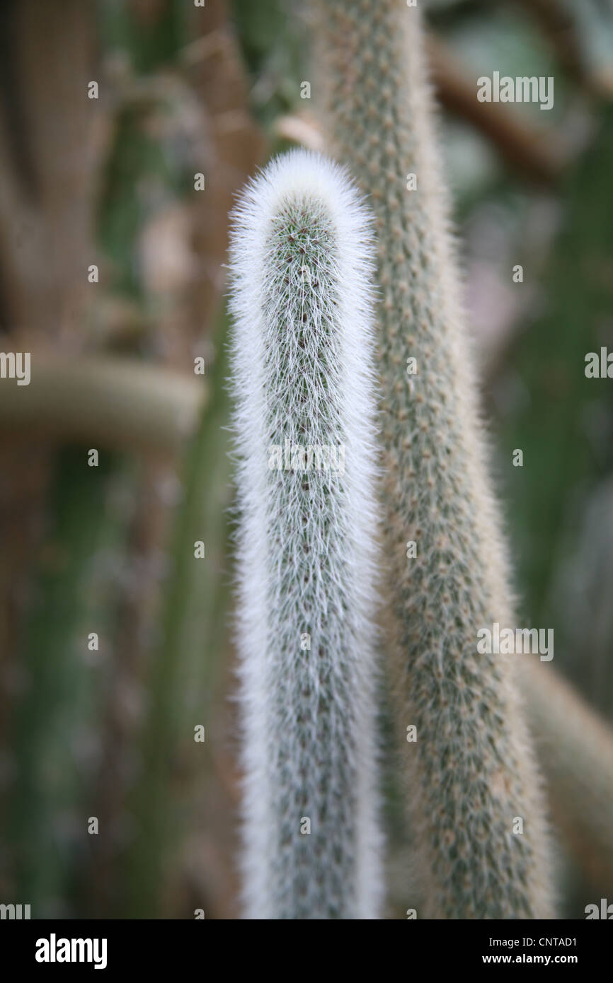 Furry Cactus High Resolution Stock Photography and Images - Alamy