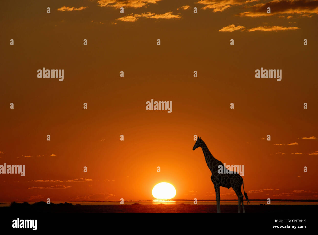 African giraffe with sunset hi-res stock photography and images - Alamy