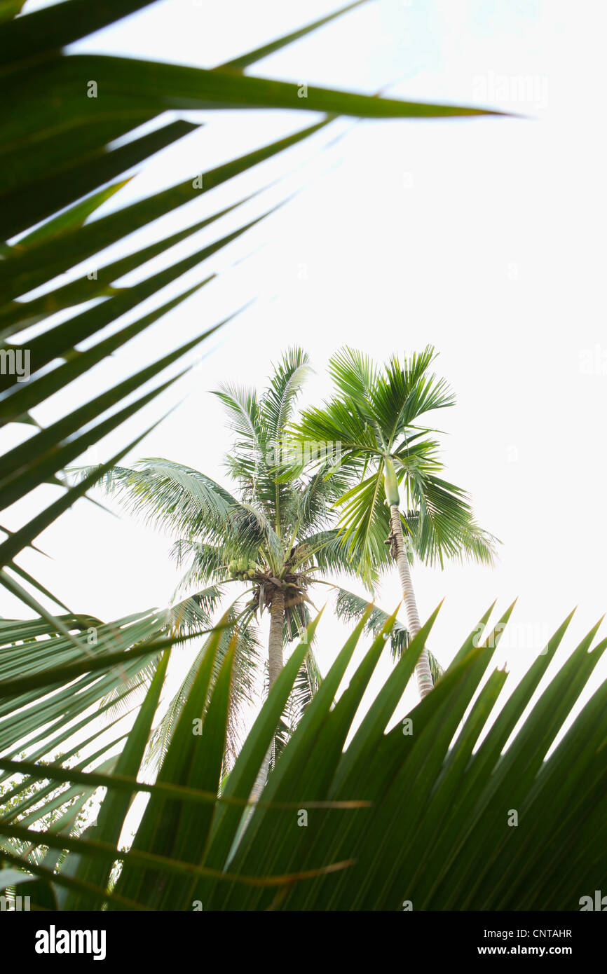 No one has tropical palm trees trees with nature color hi-res stock ...